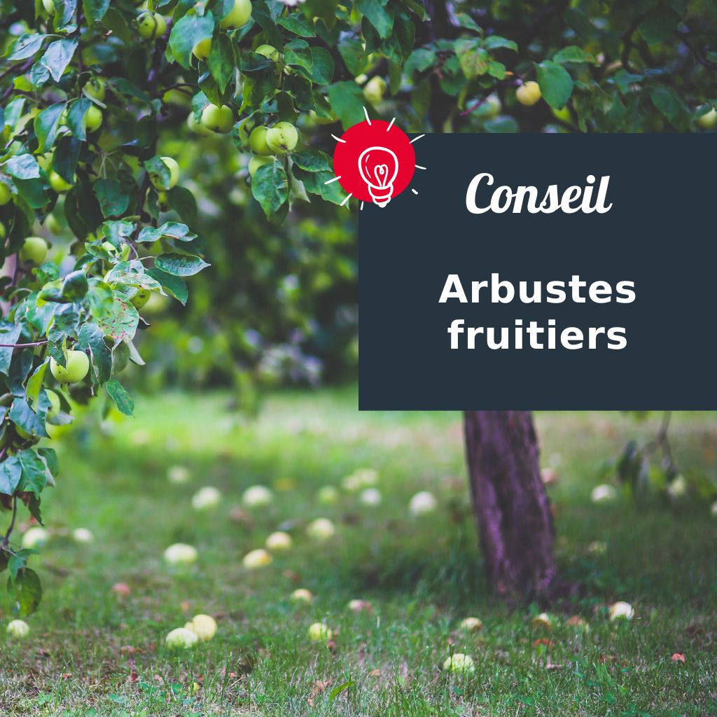 Bien choisir et planter ses arbres fruitiers pour un verger gourmand ...